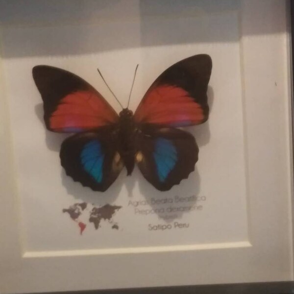 Ornithoptera Goliath Procus, Goliath Birdwing, Green Birdwing ...