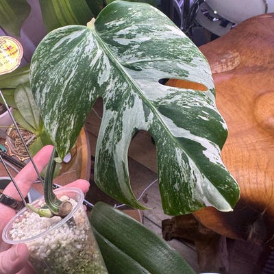 Albo Monstera Deliciosa Variegated white Tiger Kunzo Lineage USA Seller ...