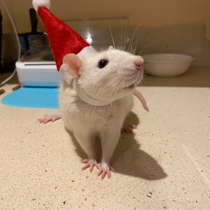 BOBBLE HATS for RATS. Cute Dress up Hats for Your Ratties. - Etsy