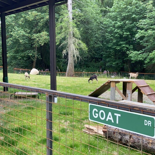 Goat, Goat Gift, Goat Sign, Goat Decor, Goat Lover, Goat Farm Sign ...