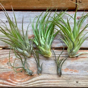 Tillandsia Aeranthos Air Plant Carnation of the Air 30 Day Air Plant ...