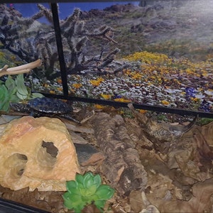 40 Gallon Desert Landscape Tank Background by Petbackdrops - Etsy