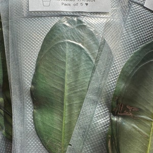Fresh Organic Bay Rum Leaves (pimenta Racemosa) (west Indian Bay Rum ...