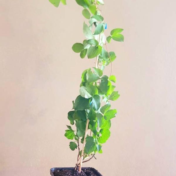 Rare Clematis 【enku｜円空】 - 9P Liveplant| Popular Japanese Clematis| 圓空 ...