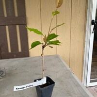 Star Magnolia 6-12 in a Quart Pot - Etsy