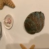 Pink Abalone Rainbow Shells-haliotis Corrugata 3"-4.50"-abalone ...