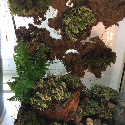 Large Terrarium Assortment Mix of British Soldier Pixie Cups Pityrea ...