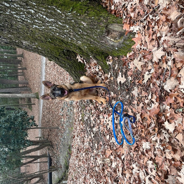 Trailblazer Customizable Braided Biothane® Dog Leash, Dog Lead ...