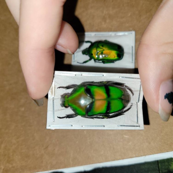 Green & Blue Flower Beetle Ischiopsopha Bifasciata Real Insect - Etsy