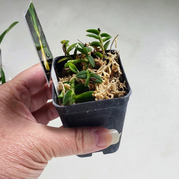 Epidendrum Porpax – True Miniature Colombia Orchid Species Perfect for ...