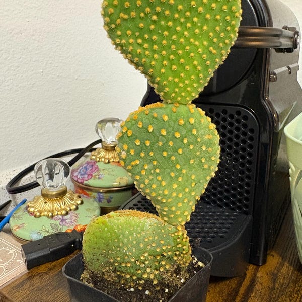 Golden Wavy Cactus, Swirl Cactus, Opuntia Microdasys Monstrosus, Small ...