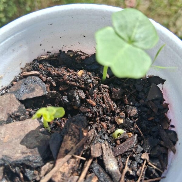 Georgia Creole Collards 50 Seeds - Etsy