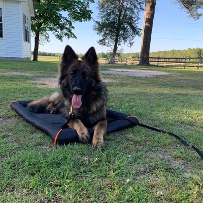 AKC Rally Signs Akc's Virtual EXCELLENT Class Only Laminated Set - Etsy