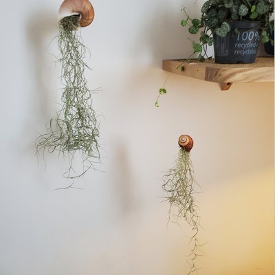 Tillandsia Usneoides Spanish Moss Air Plants in Snail Shells Hanging on ...