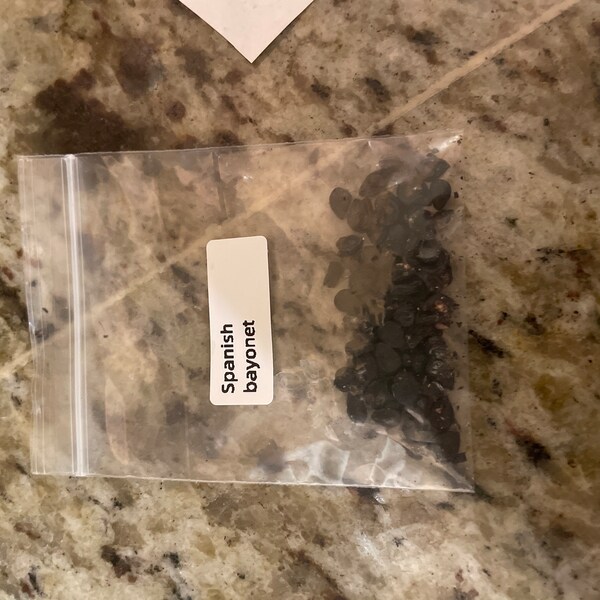 Barberry Bush Seeds: Berberis Vulgaris, Edible Berries - 20 Seeds - Etsy