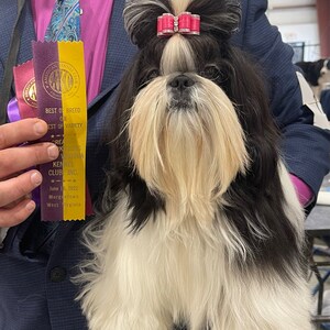 Dog Bows & More zeva Topknot Show Bow. Shih Tzu - Etsy