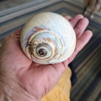 COLORFUL FLORIDA SEASHELL Mix, 30 Piece Variety Shell Pack for Gifts ...