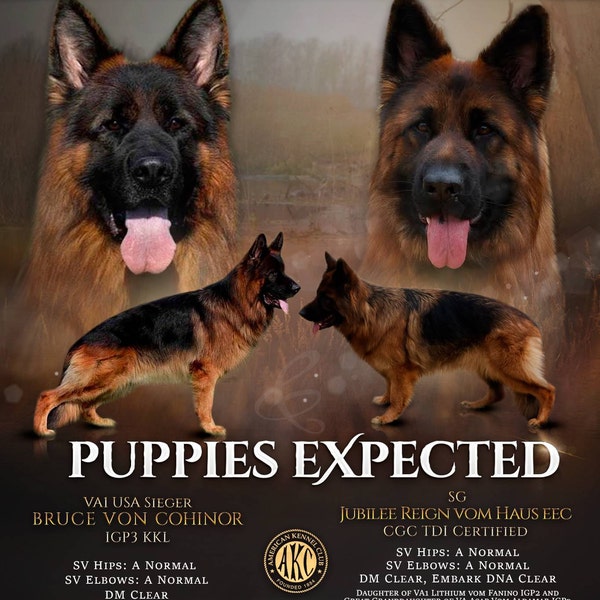 Labrador Retriever Advert for Breeders, Stud Dog Kennel Presentation ...