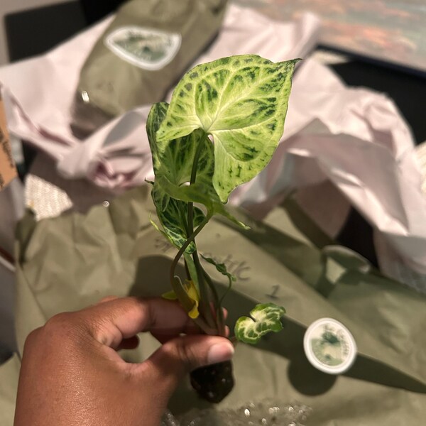 Syngonium Batik Starter Plant (ALL STARTER PLANTS Require You to ...