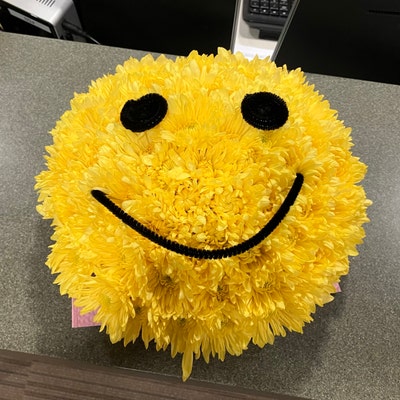 Rebutia Muscula Touchable Cactus in 6 Inch Pot E 250 - Etsy