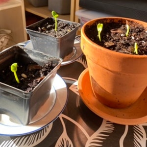 Snake Pod Laranja Nut is the Fruit of the Buriti Palm Buriti Fruit Skin ...