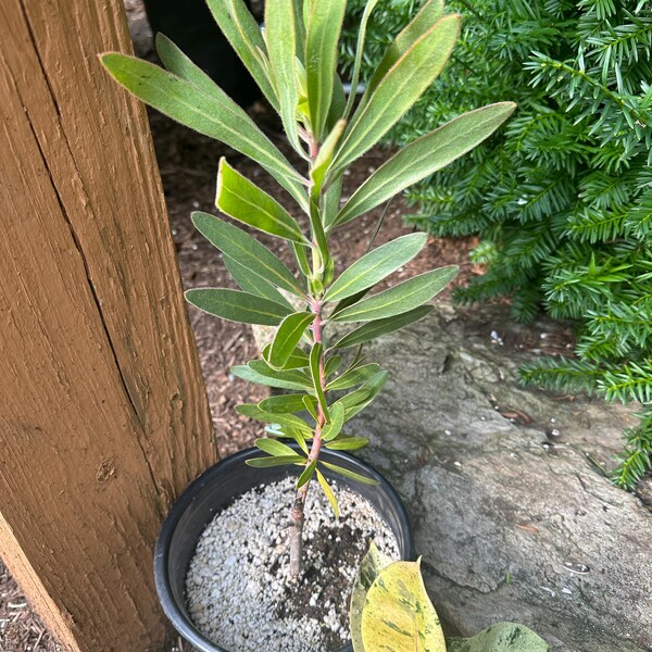 ONE Protea Empress New Variety 1gal Plant - Etsy