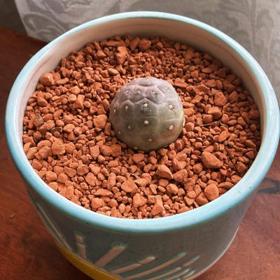 Crystal Moon Tree of Life Window Suncatcher, Home Decor, Gift for Her ...