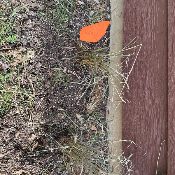 Prairie Ninebark (native Plant) Physocarpus Opulifolius - Etsy