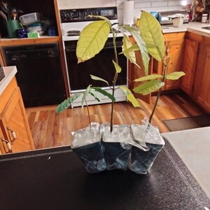 Spanish Lime Seedling mamoncillo Verde Melicoccus - Etsy