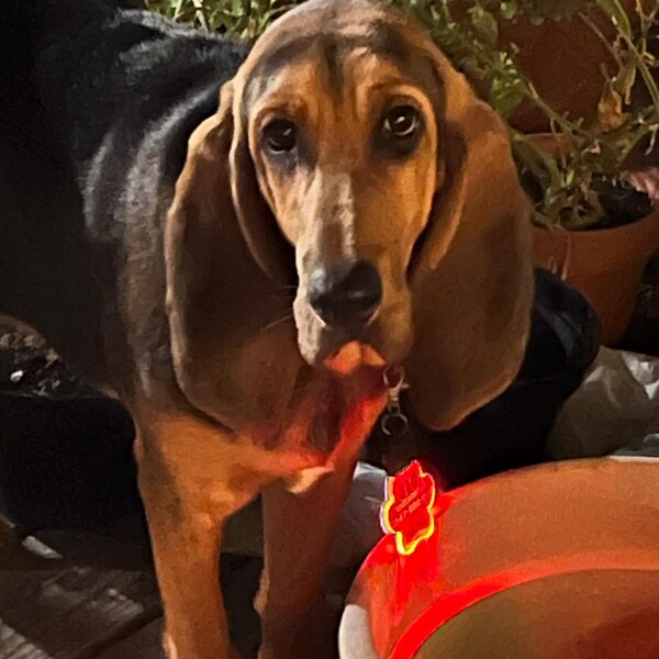 Personalized LED Dog Tag in Different Shapes and Sizes - Etsy