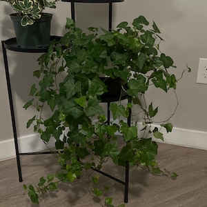 LIVE 6 Inch Pot Ivy Plant Hedera Helix, Trailing Evergreen Houseplant ...