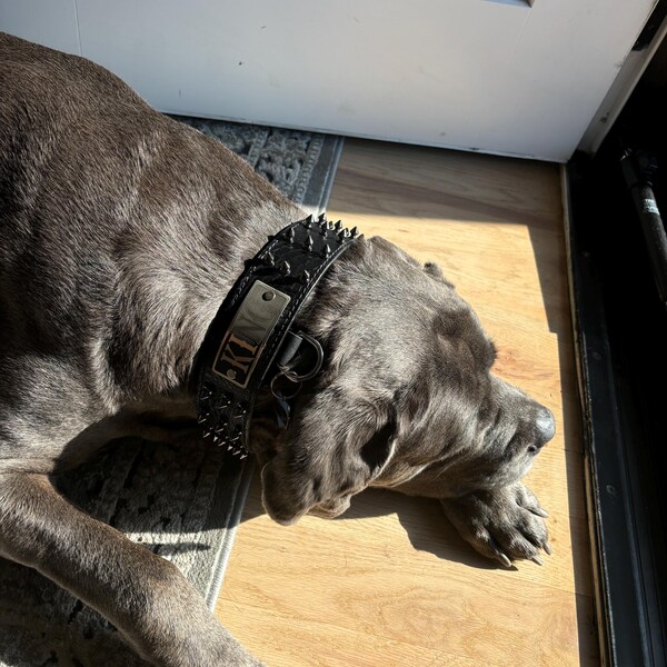 Leather Dog Collar, Personalized Name Plate, Bucket Studded Leather Dog ...