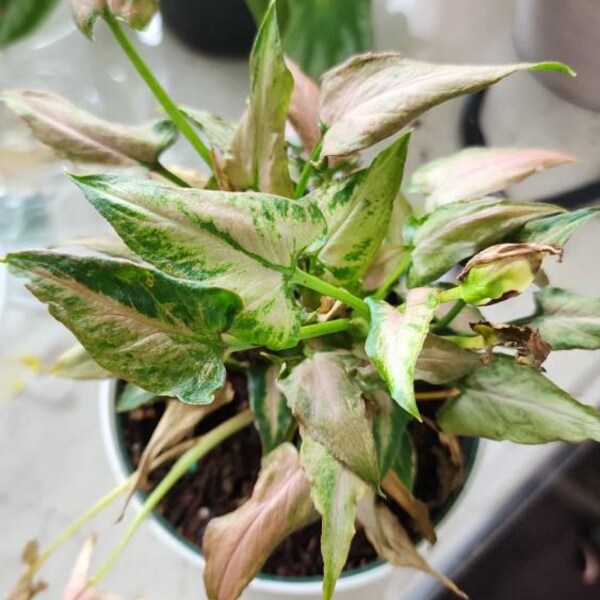 Primulina Dryas Pretty Turtle 4 Inch Pot - Etsy
