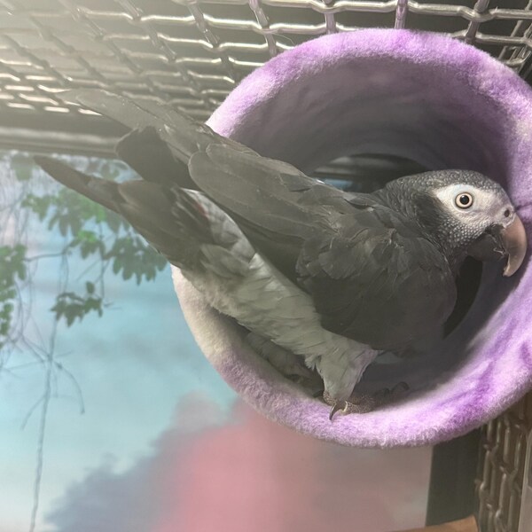 Custom Cozy Bird Tent Comfy Parrot Hut Pet Bird Bed Accessory Handmade ...