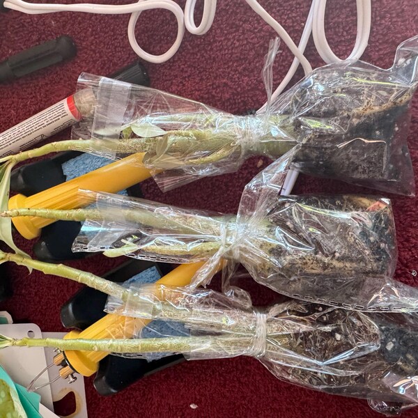1 Grafted Double "purple Fire" Adenium /desert Rose Plant. 5-7 Inch ...