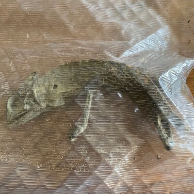 Ataare in Pods or Loose - Etsy