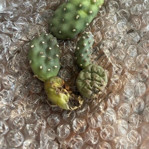 Cold Hardy Ice Plant, Yellow Flowering - Etsy