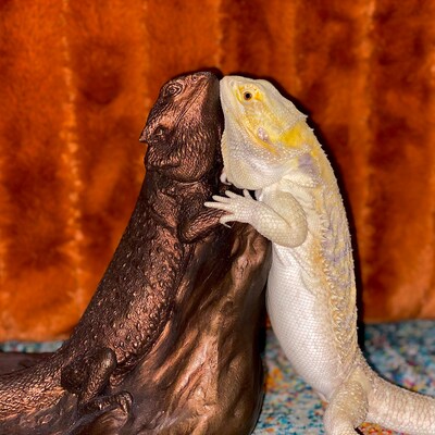 Bearded Dragon Sculpture on Rock Base Life Size Female - Etsy