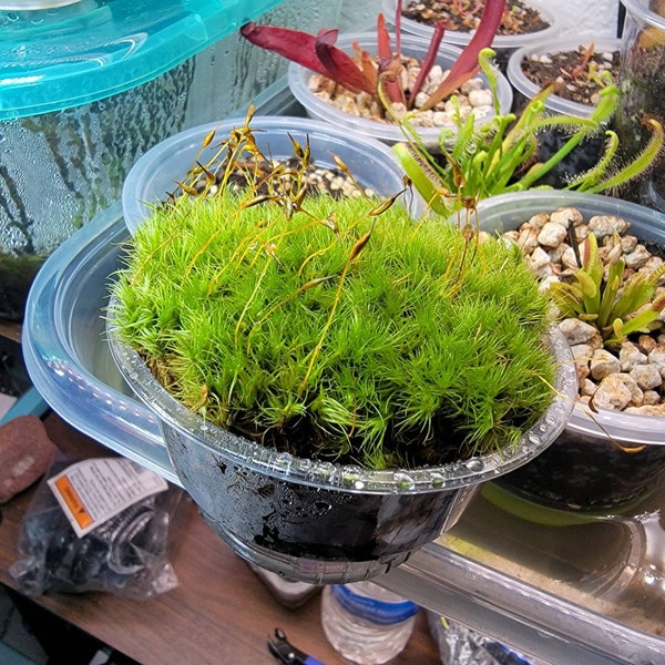 American Tree Moss - Etsy
