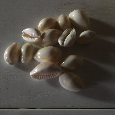 BULK 10 PACK Cowrie Shells Shell Magick, Sea Witch Tools, Bulk Sea ...