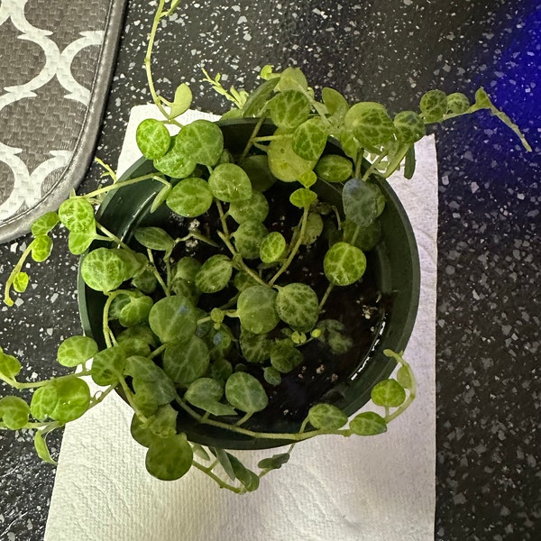 String of Turtles | Peperomia Prostrata | String of Turtles Plant ...