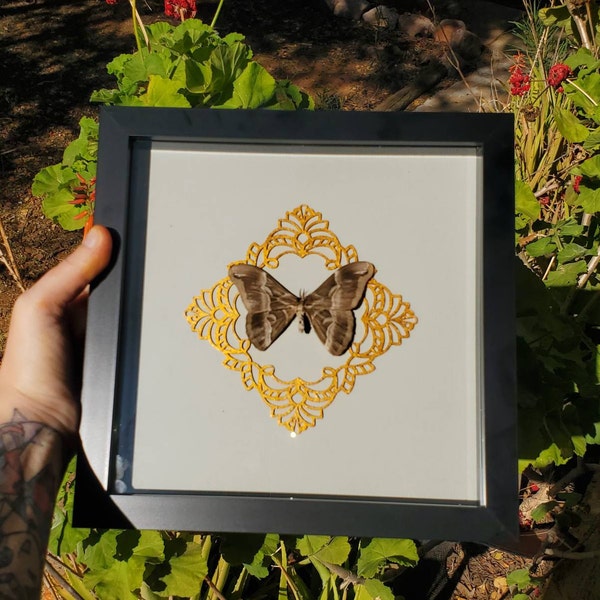 Genuine Giant Wasp (megascolia Velutina Ducalis) A1 Iridescent Purple ...