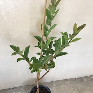 Giant Indian Pink Guava Extremely Rare Fruit Weighs 2 Pounds - Etsy