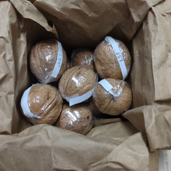 Natural Walnut Shells for Boxes, Empty Shell Halves in Pairs, Unique ...