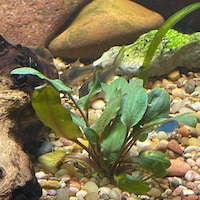Sensitive Plant or Neptunia Aquatica Floating Aquatic Pond Plant pack ...