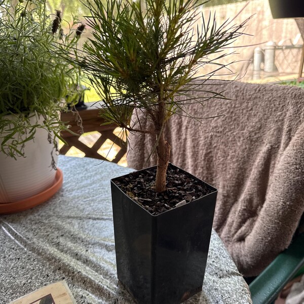 Viburnum × Burkwoodii 'mohawk' - Burkwood Viburnum - Live Plant - 4 ...