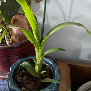 Mini Orchids Rare Perfect for Terrariums, Lonopsis, Mini Vandas, Mini ...