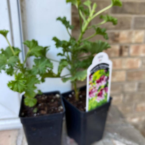 Ranunculus Amandine Barby - Etsy