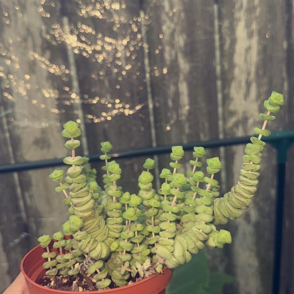 Giant Watch Chain, Princess Pine, Live Potted Succulent in 4 Pot - Etsy