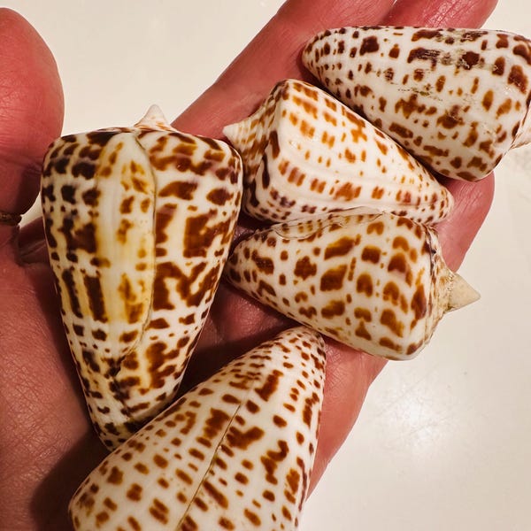 25 Beautiful Pink Rose Petal Tellin Shells - Etsy